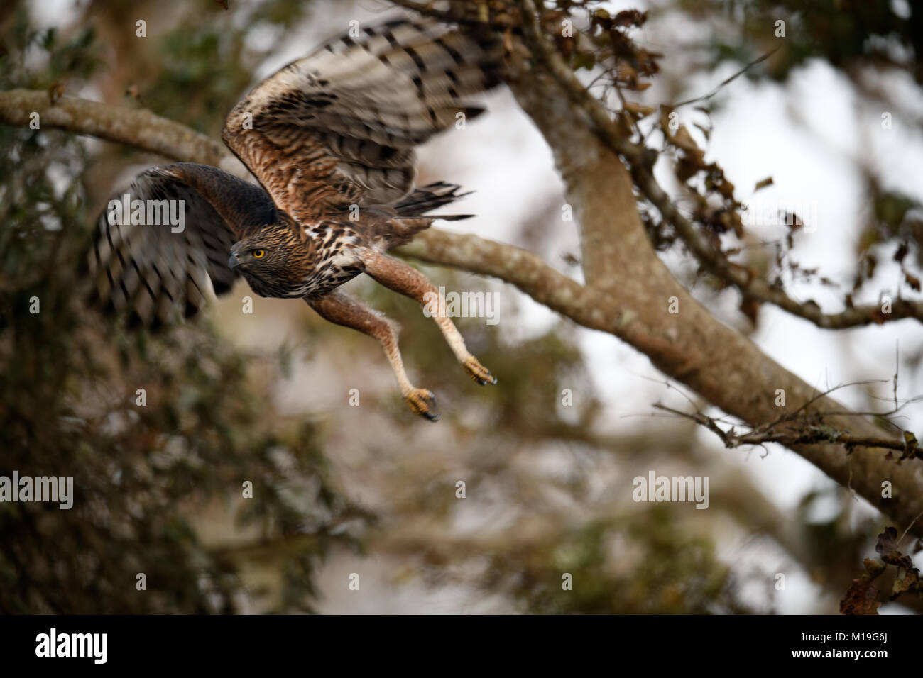 Predator bird on the tree. The changeable hawk-eagle or crested hawk ...