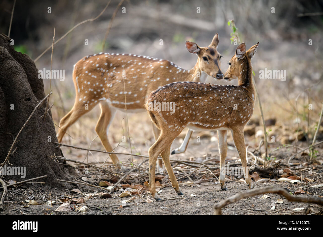 Mother and Baby Deer Love, affection, passion, caring, Family in the ...
