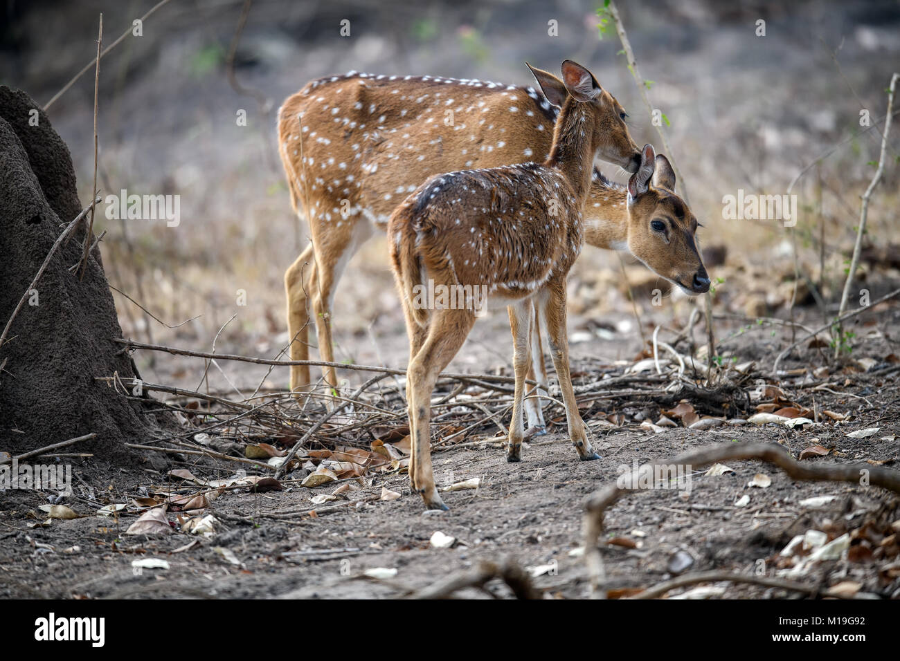 Two Baby Deer With Their Mother