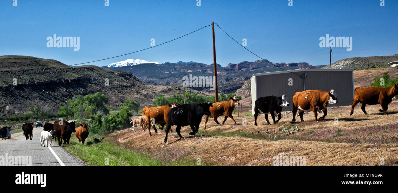Crossing a highway hi-res stock photography and images - Alamy