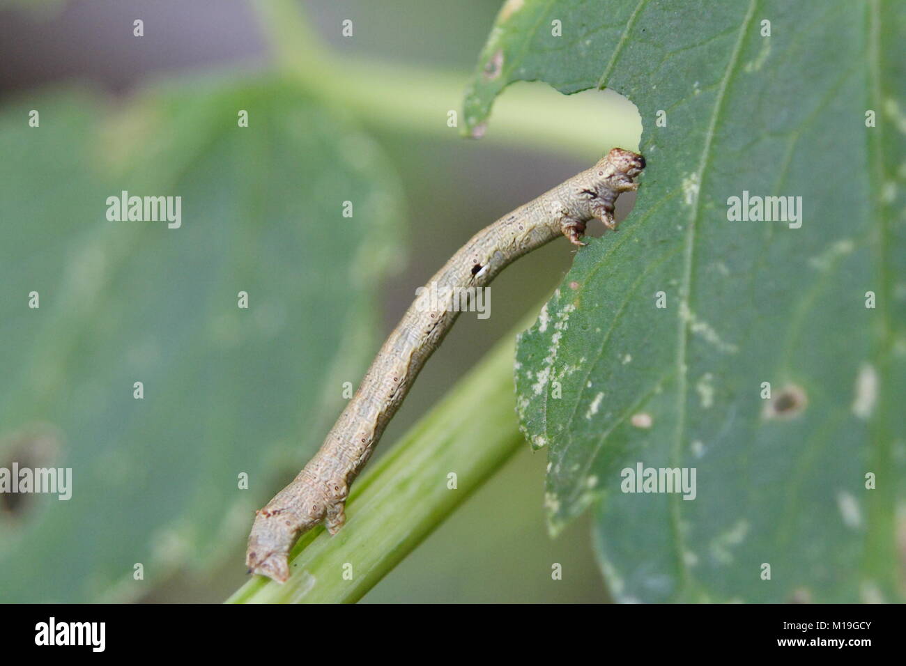 Peppered Moth Caterpillar 'Biston betularia' Stock Photo - Alamy