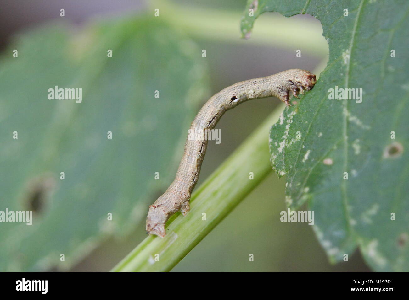 Peppered Moth Caterpillar High Resolution Stock Photography and Images ...