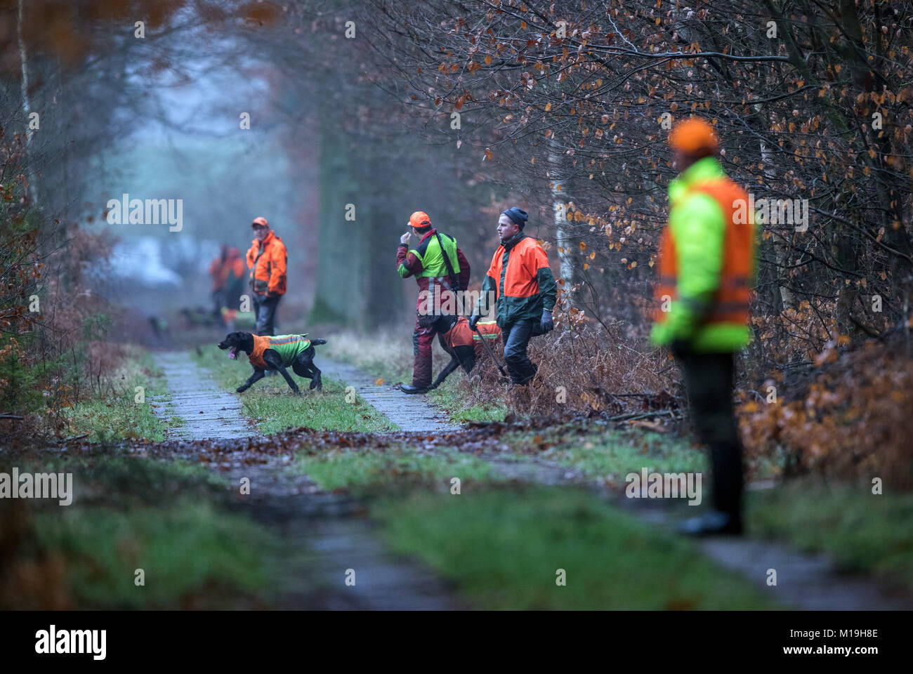 Glaisin, Germany. 27th Jan, 2018. Beaters with their dogs during a wild ...