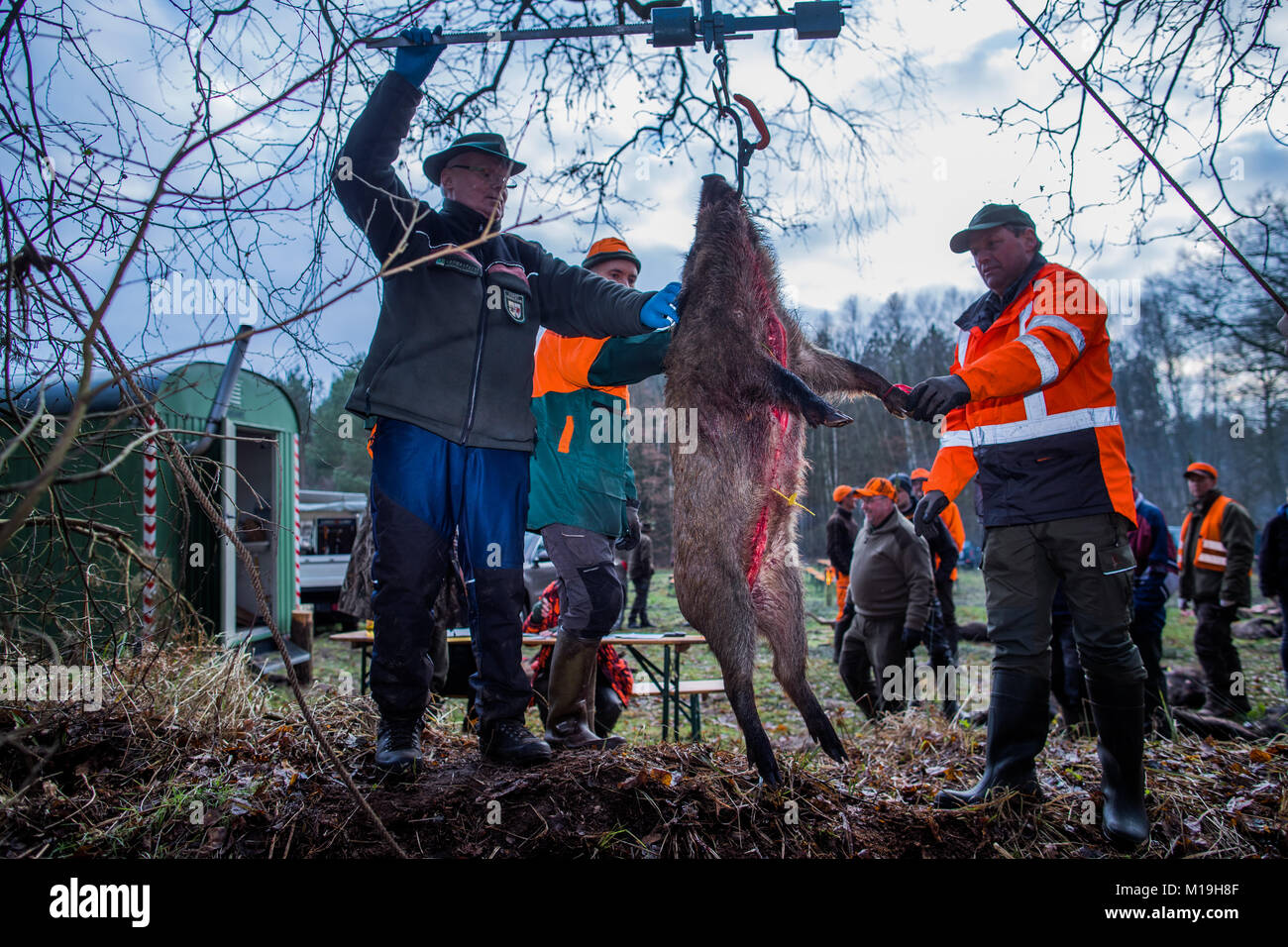 Glaisin, Germany. 27th Jan, 2018. Forestry workers and hunters weigh a ...