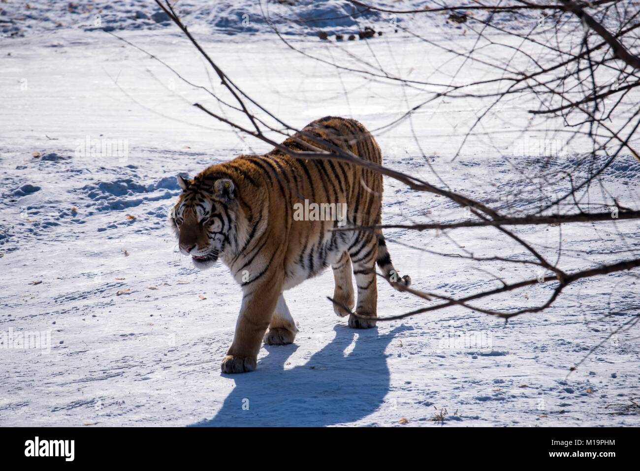 Harbi, Harbi, China. 28th Jan, 2018. Harbin, CHINA-28th January 2018 ...