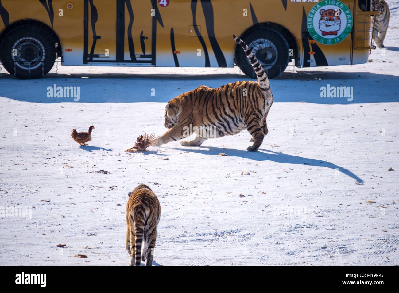 Siberian tigers hunting hi-res stock photography and images - Alamy