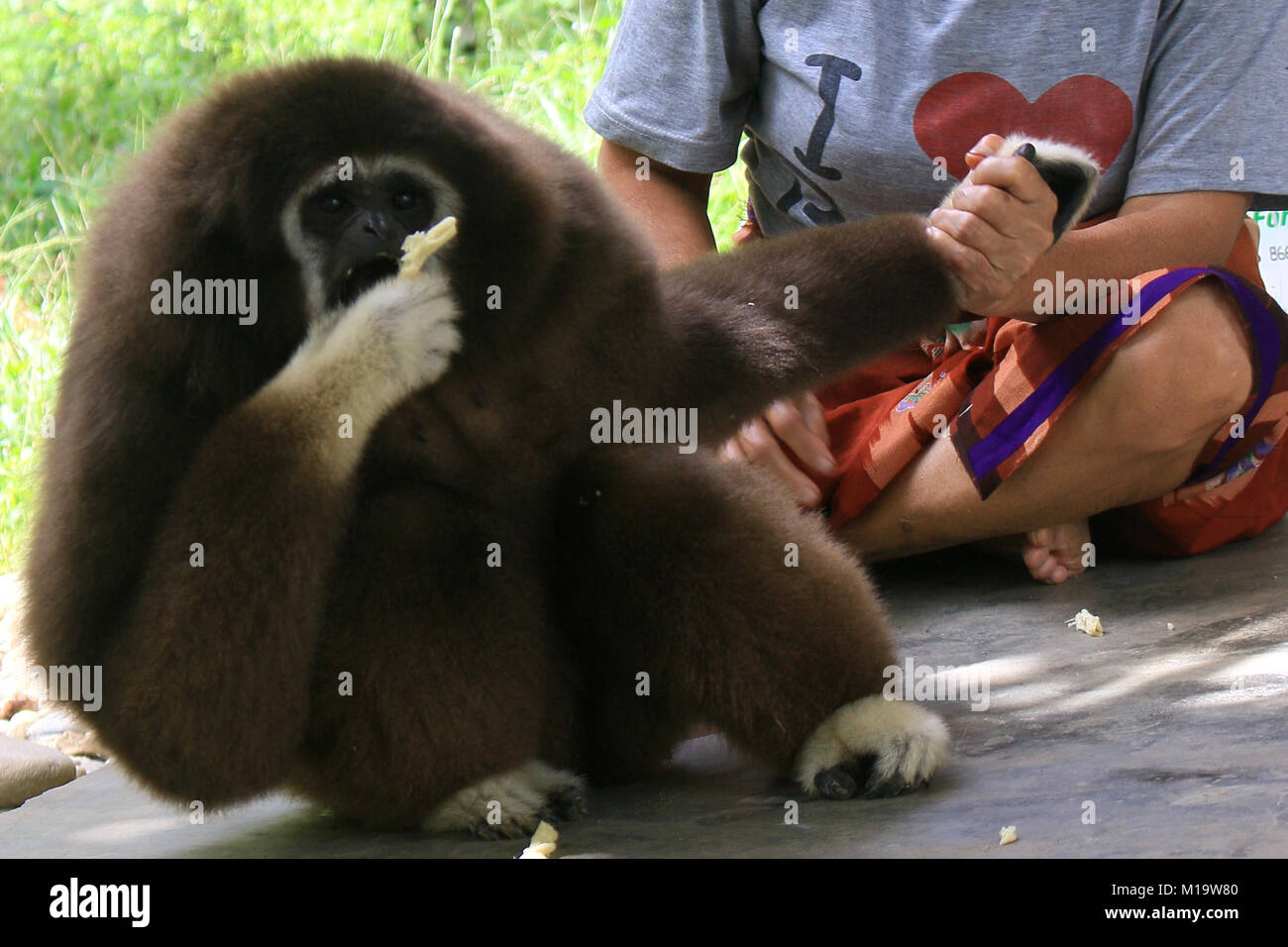 Tangan Tangan Cut, Aceh, Indonesia. 28th Jan, 2018. Coki (Gibbon) seen ...