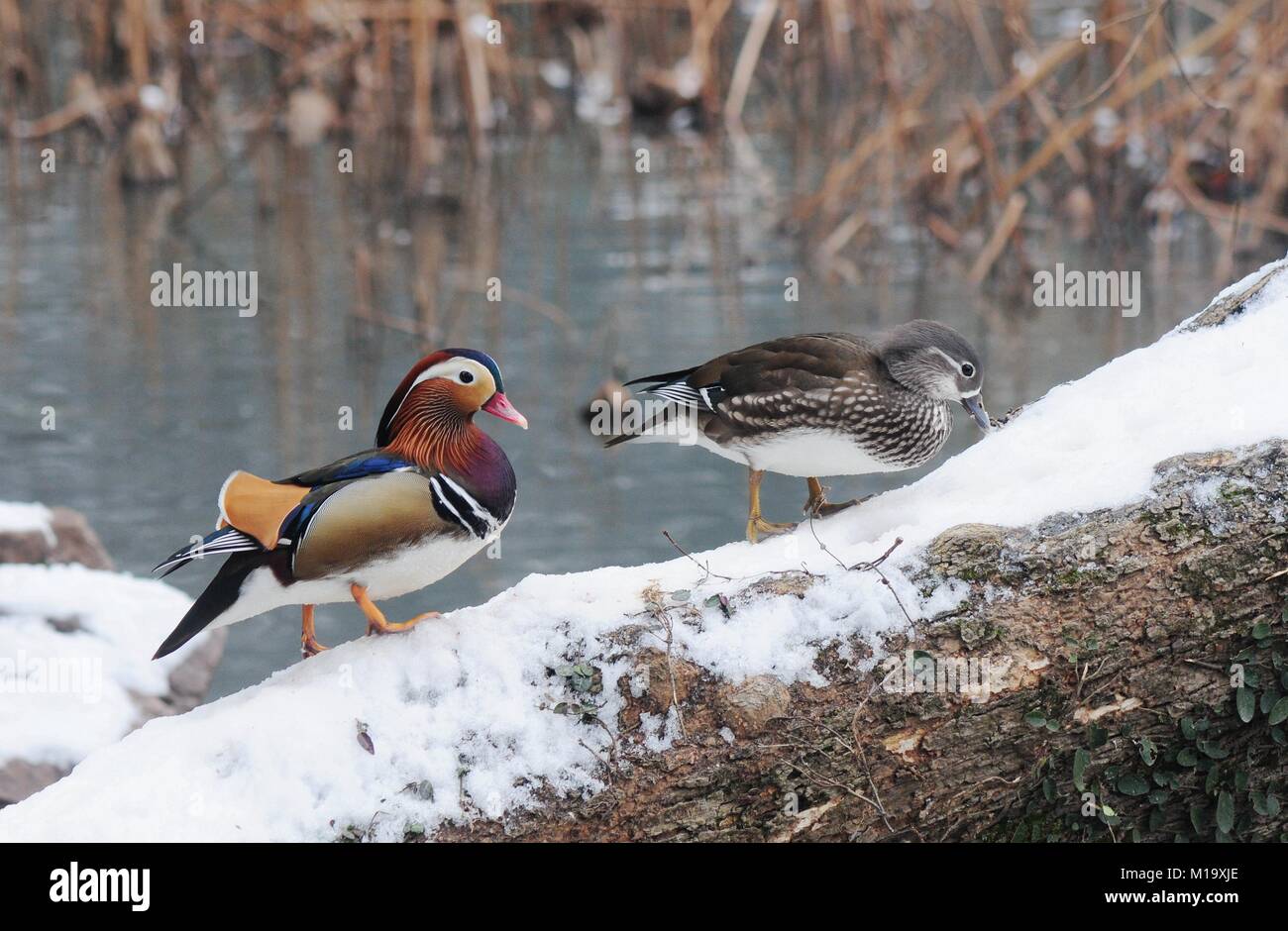 Hangzhou, China. 29th Jan, 2018. Mandarin ducks can be seen at Gushan ...