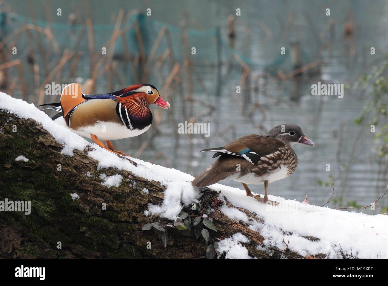 Hangzhou, China. 29th Jan, 2018. Mandarin ducks can be seen at Gushan ...