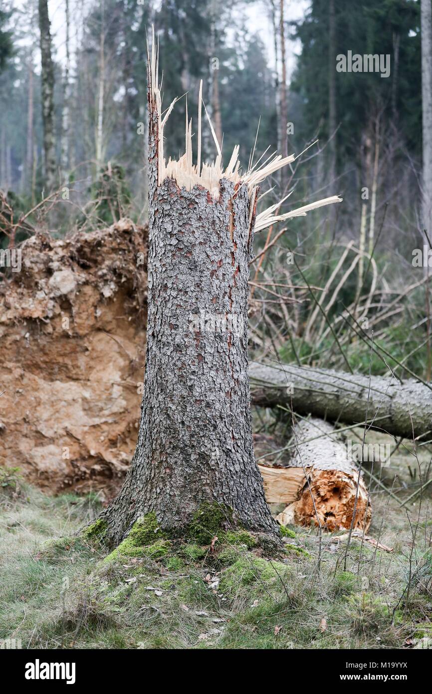 Snapped Tree Trunks High Resolution Stock Photography and Images - Alamy