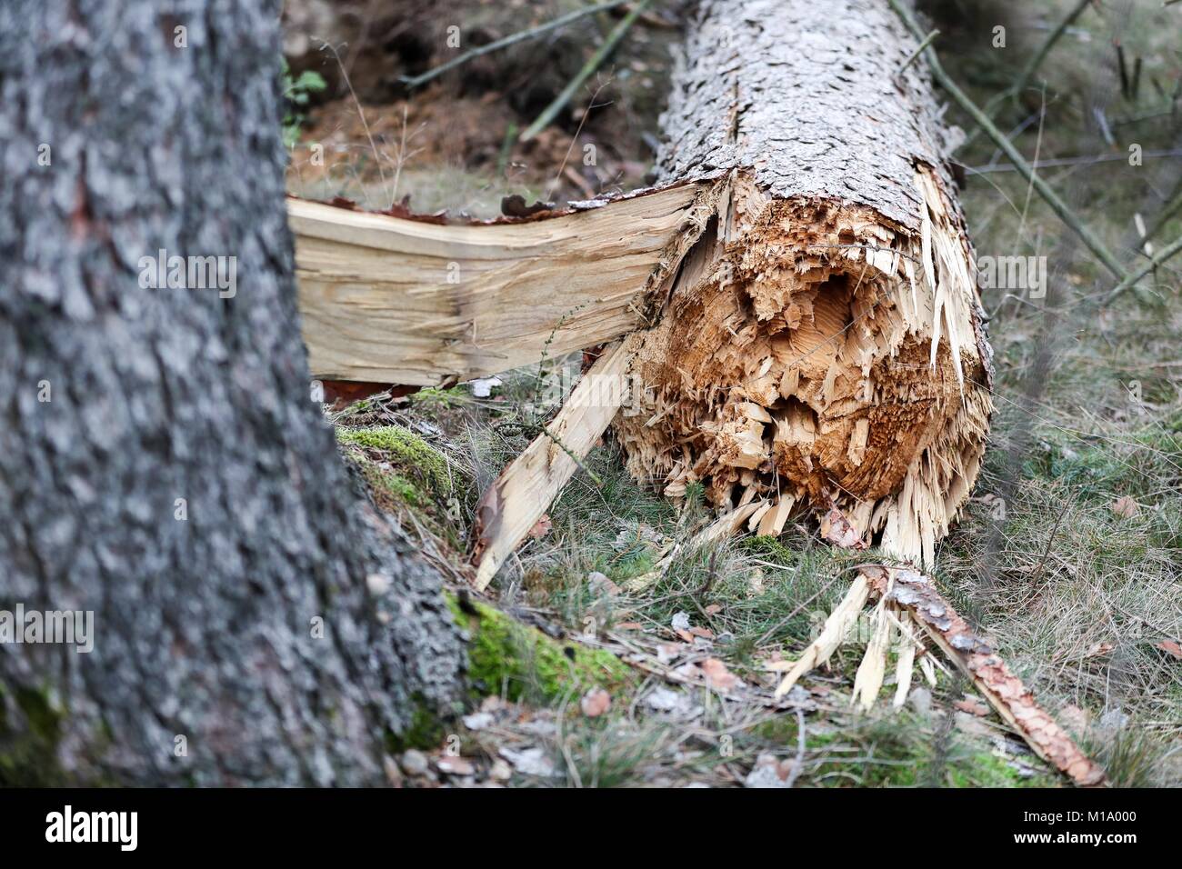 Freiberg, Germany. 26th Jan, 2018. Snapped tree trunks scatter the ...