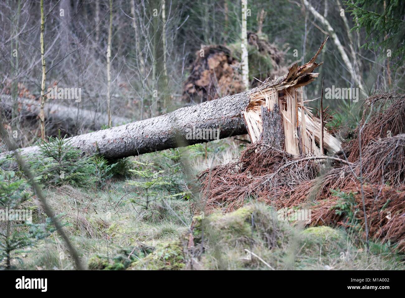 Snapped Tree Trunks High Resolution Stock Photography and Images - Alamy