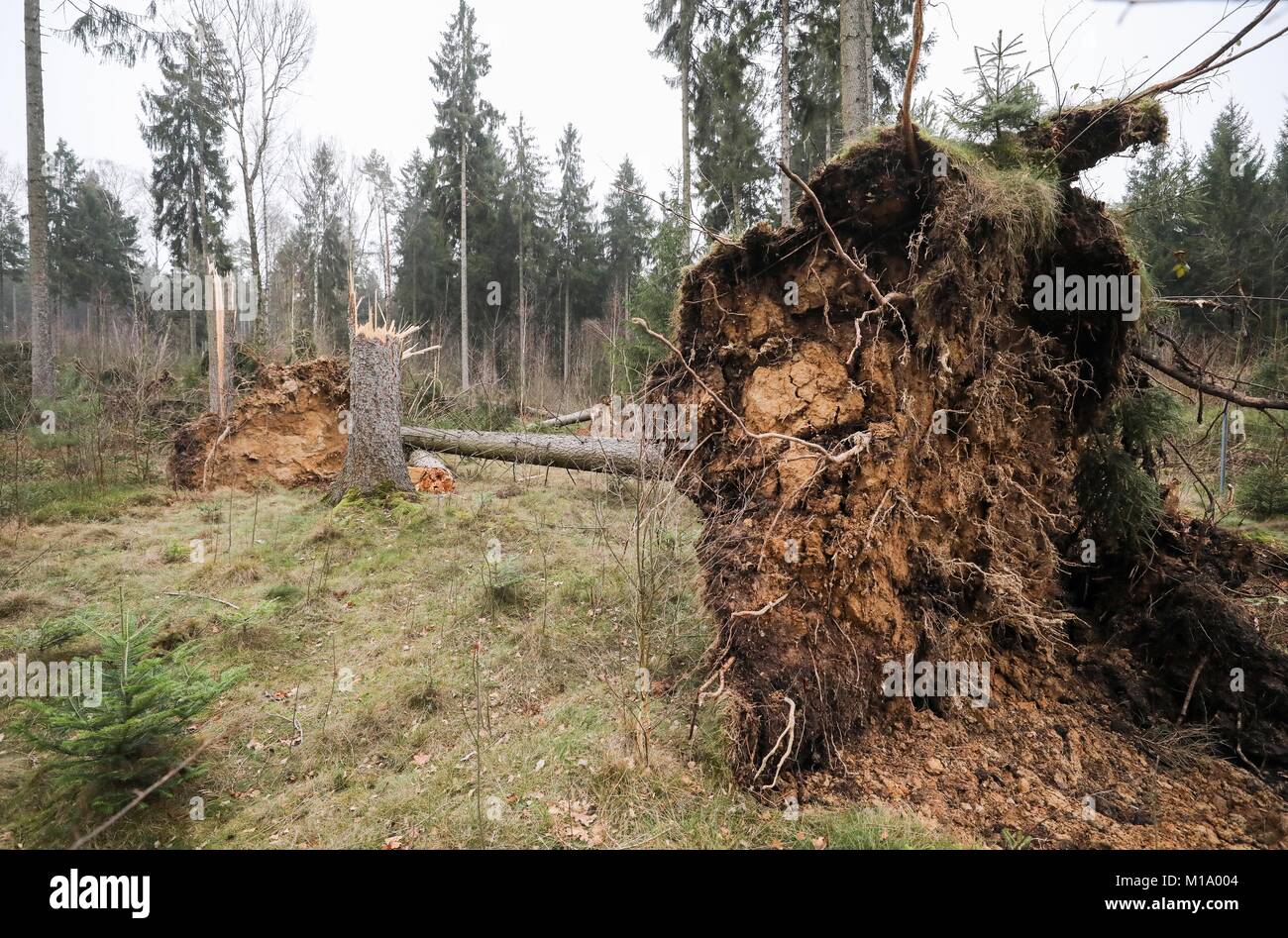 Snapped Tree Trunks High Resolution Stock Photography and Images - Alamy