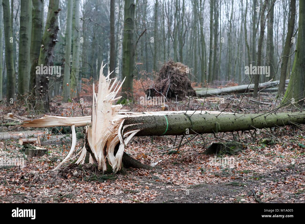 Freiberg, Germany. 26th Jan, 2018. Snapped tree trunks scatter the ...
