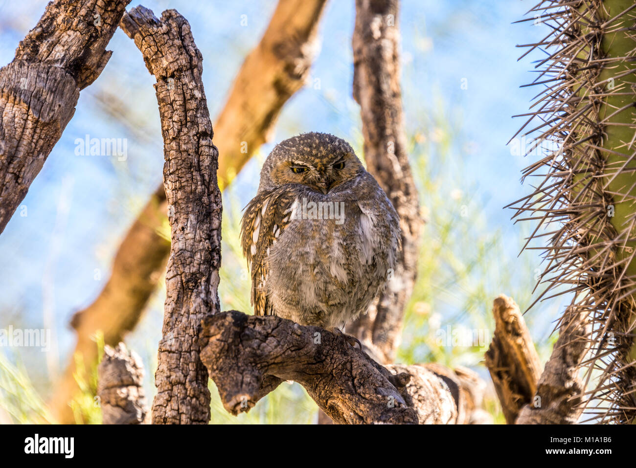 Elf owl hi-res stock photography and images - Alamy