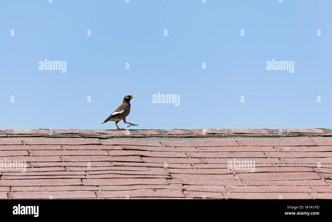 invasive myna bird struts along an old rooftop Stock Photo - Alamy