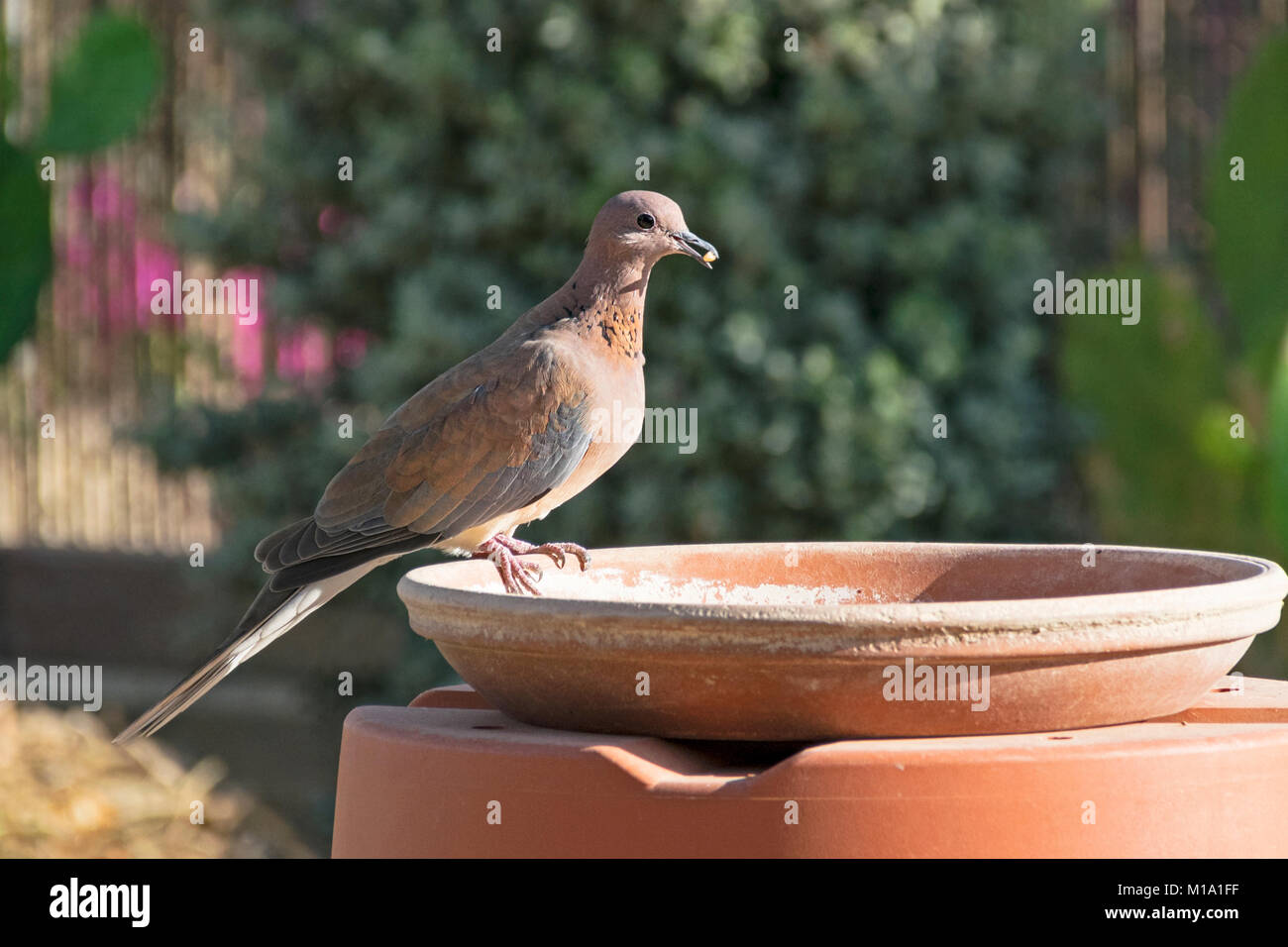 beautiful and colorful laughing dove streptopelia senegalensis eating ...