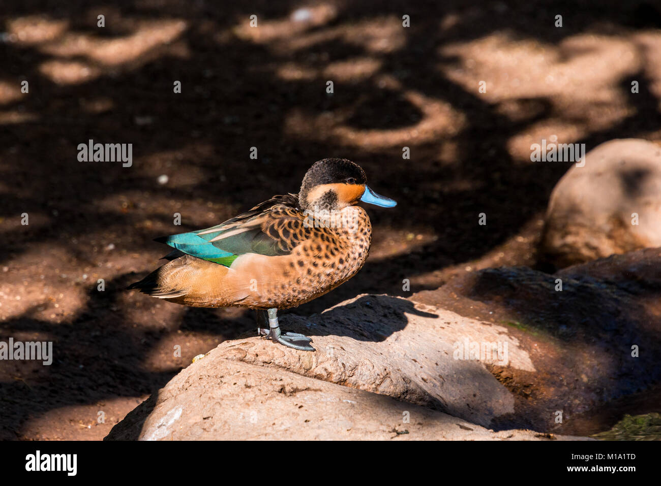 Blue billed duck Stock Photo - Alamy