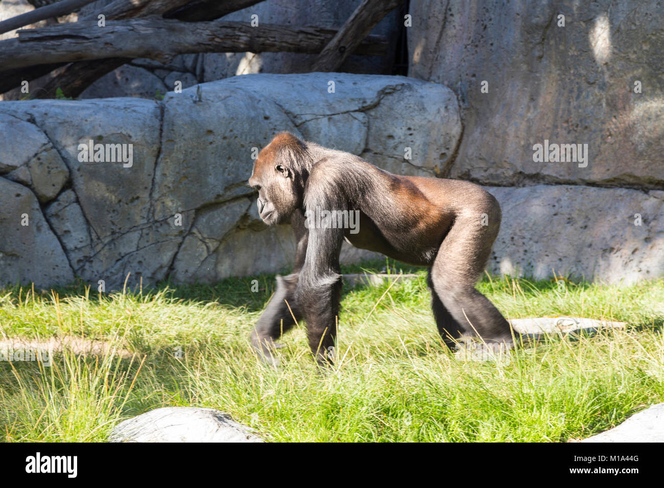 Pensive Sub Saharan African Gorilla (Gorilla Beringei) Walking inside ...