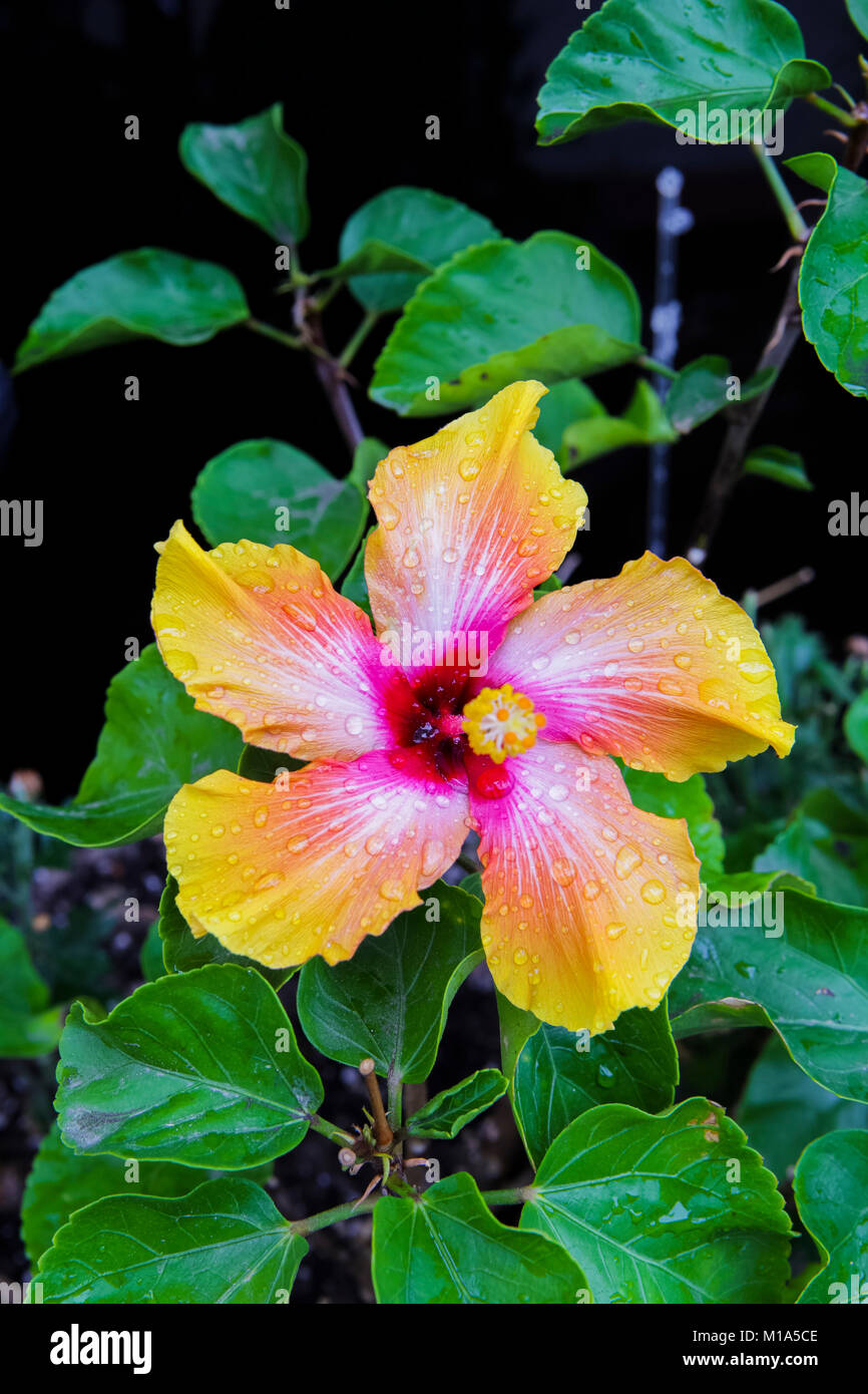 Hibiscus rosa-sinensis flower blooming in full color in California USA ...