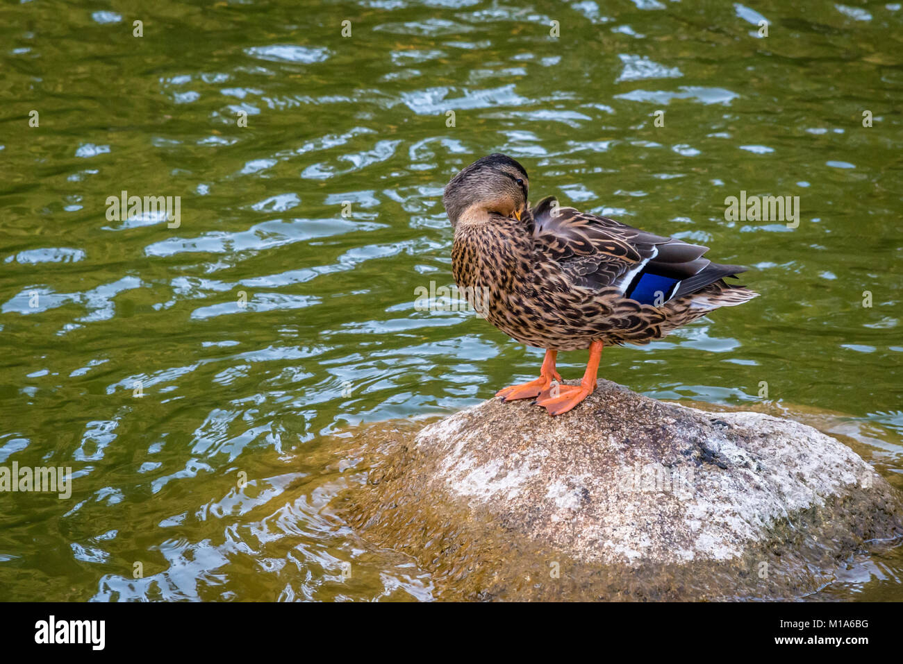 Mallard hen hi-res stock photography and images - Alamy
