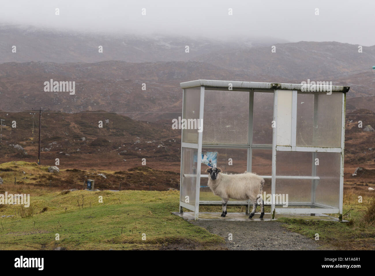 Shelter for sheep hi-res stock photography and images - Alamy