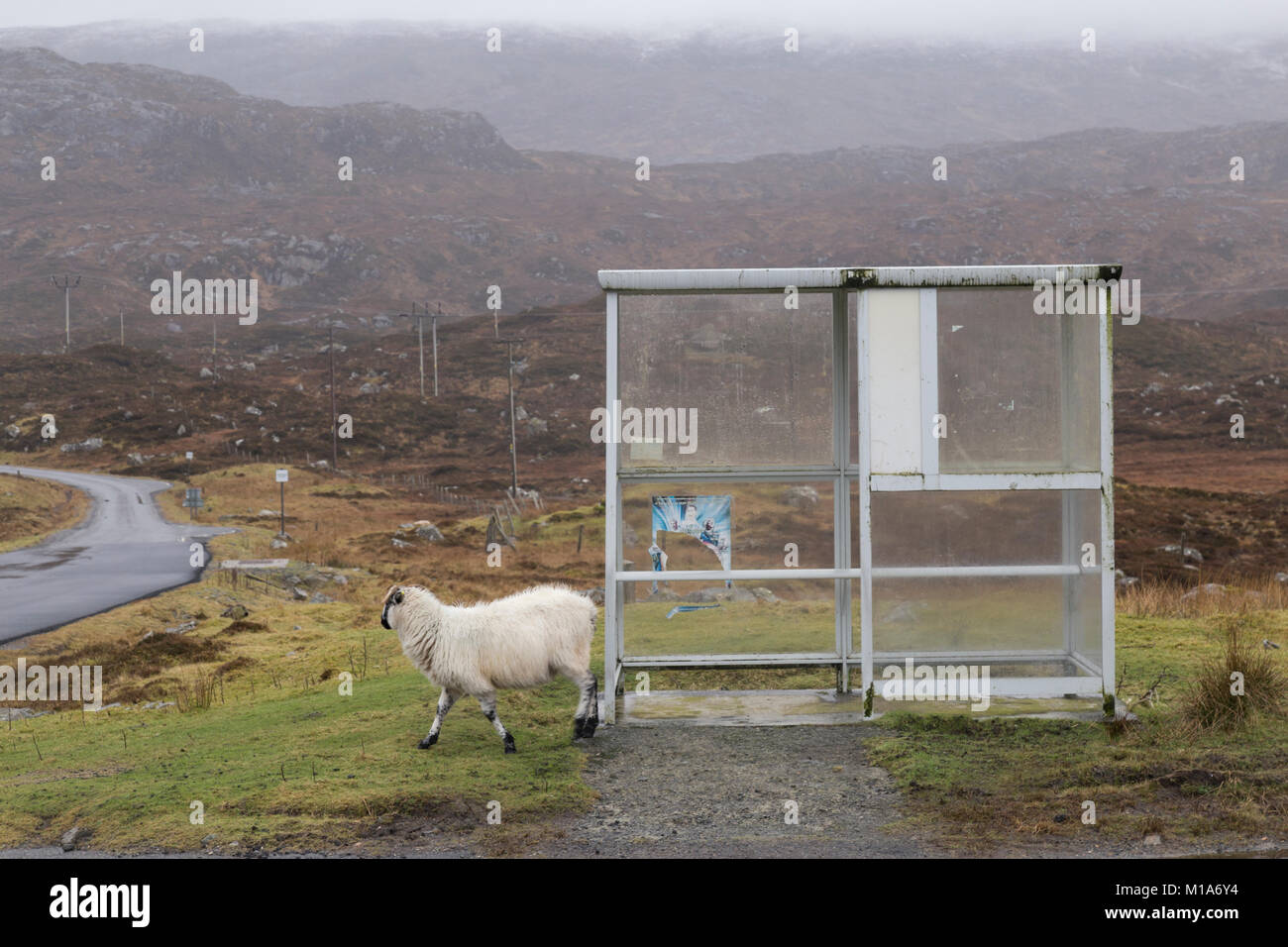 Shelter for sheep hi-res stock photography and images - Alamy