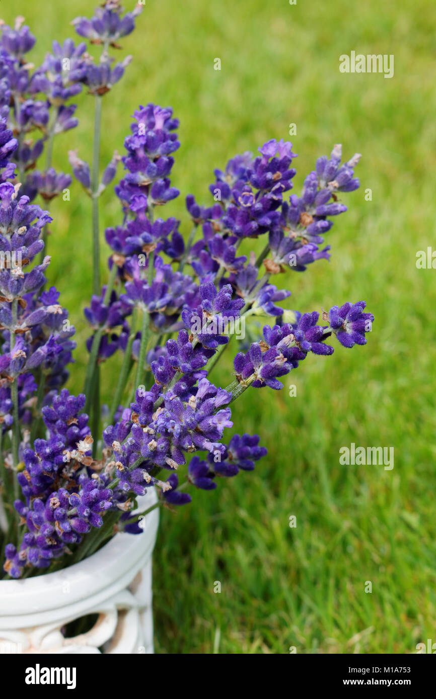 Lavender flower in bucket hi-res stock photography and images - Alamy