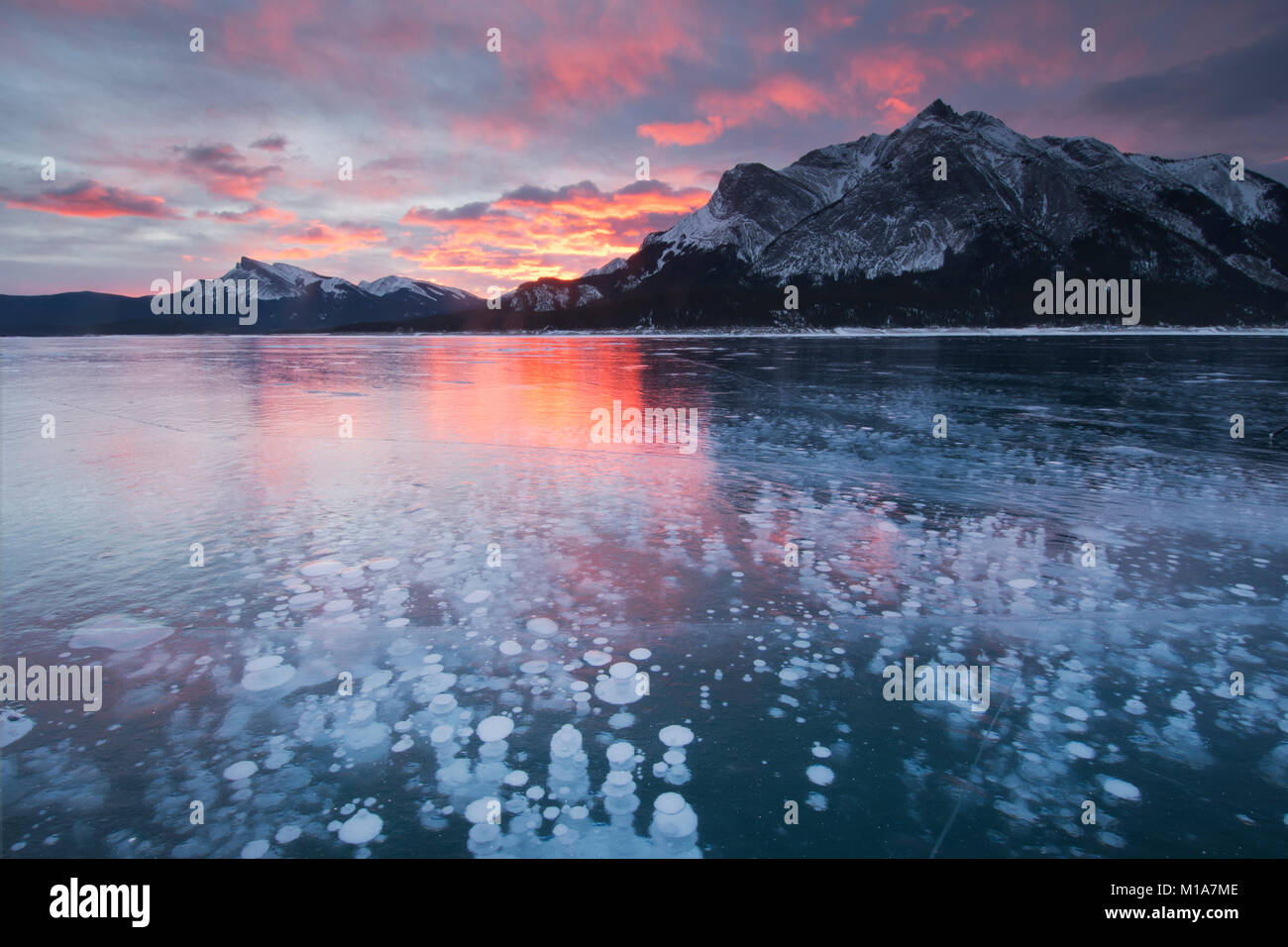 Frozen methane bubbles, Winter, Abraham Lake, Canadian Rockies, Alberta ...