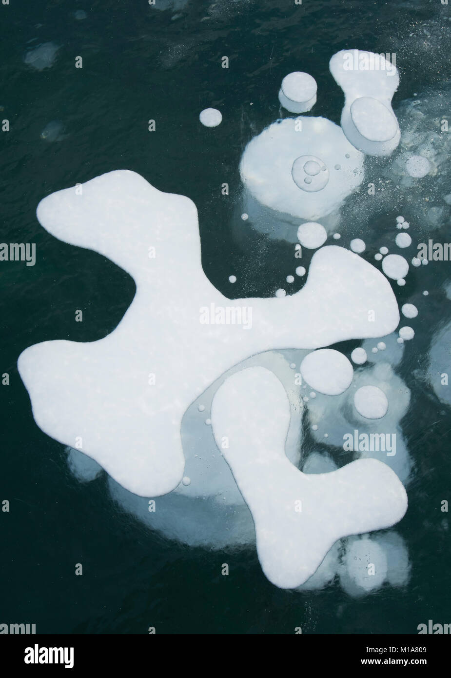 Frozen methane bubbles, Winter, Abraham Lake, Canadian Rockies, Alberta ...