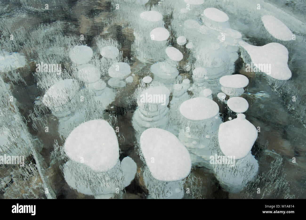Frozen methane bubbles, Winter, Abraham Lake, Canadian Rockies, Alberta ...