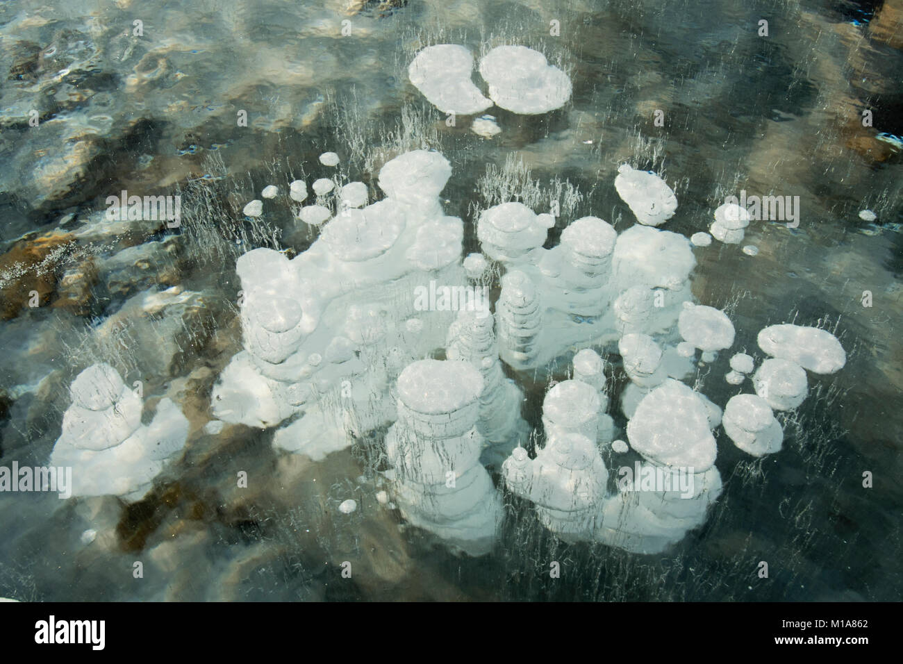 Frozen methane bubbles, Winter, Abraham Lake, Canadian Rockies, Alberta ...
