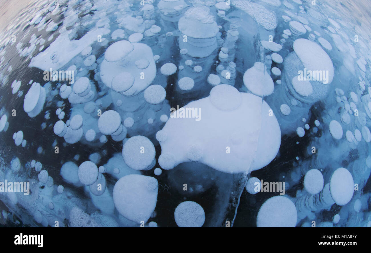 Frozen methane bubbles, Winter, Abraham Lake, Canadian Rockies, Alberta ...