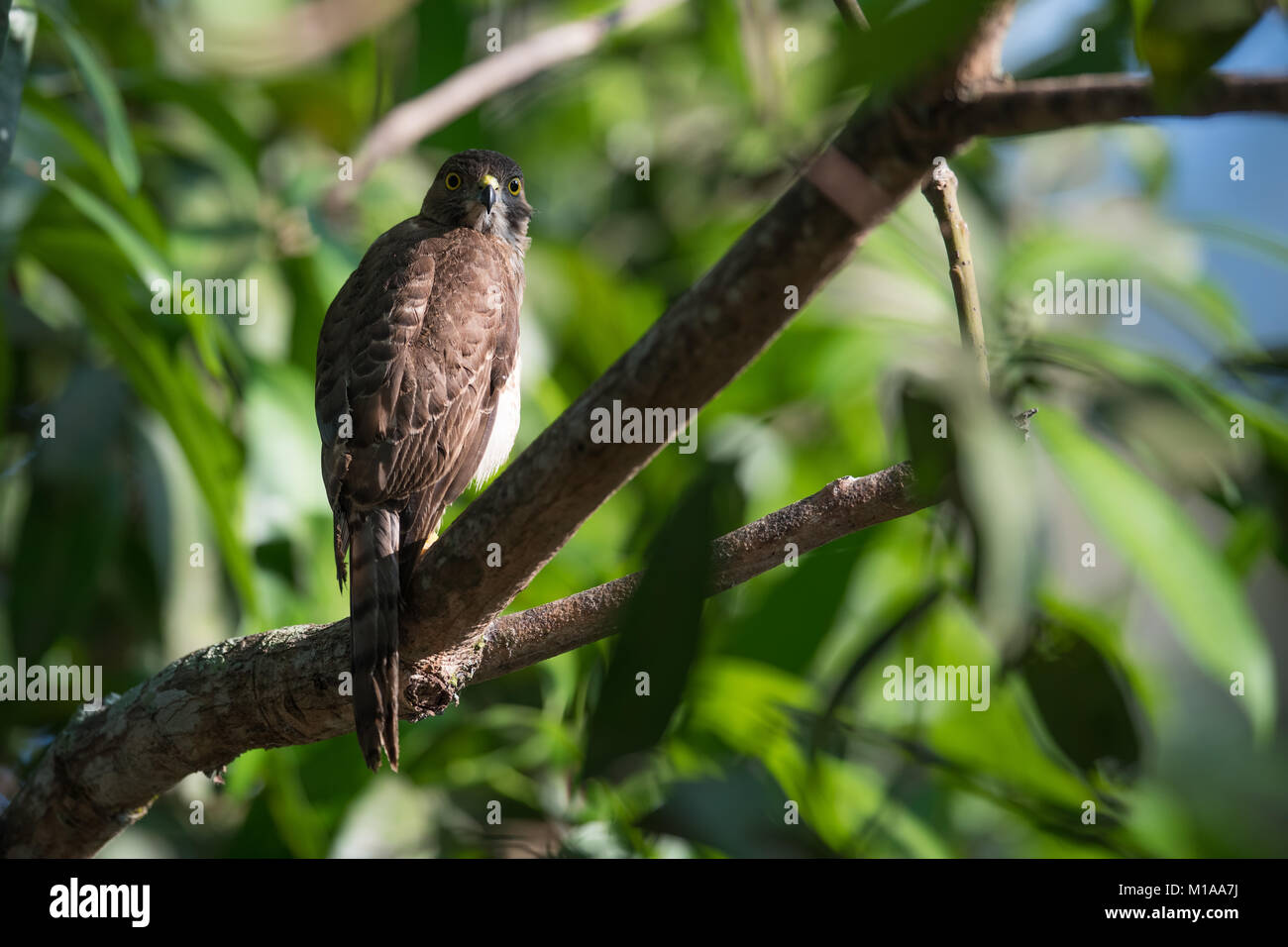 Nature background of Shikra, a bird of prey or raptor, perching on a ...