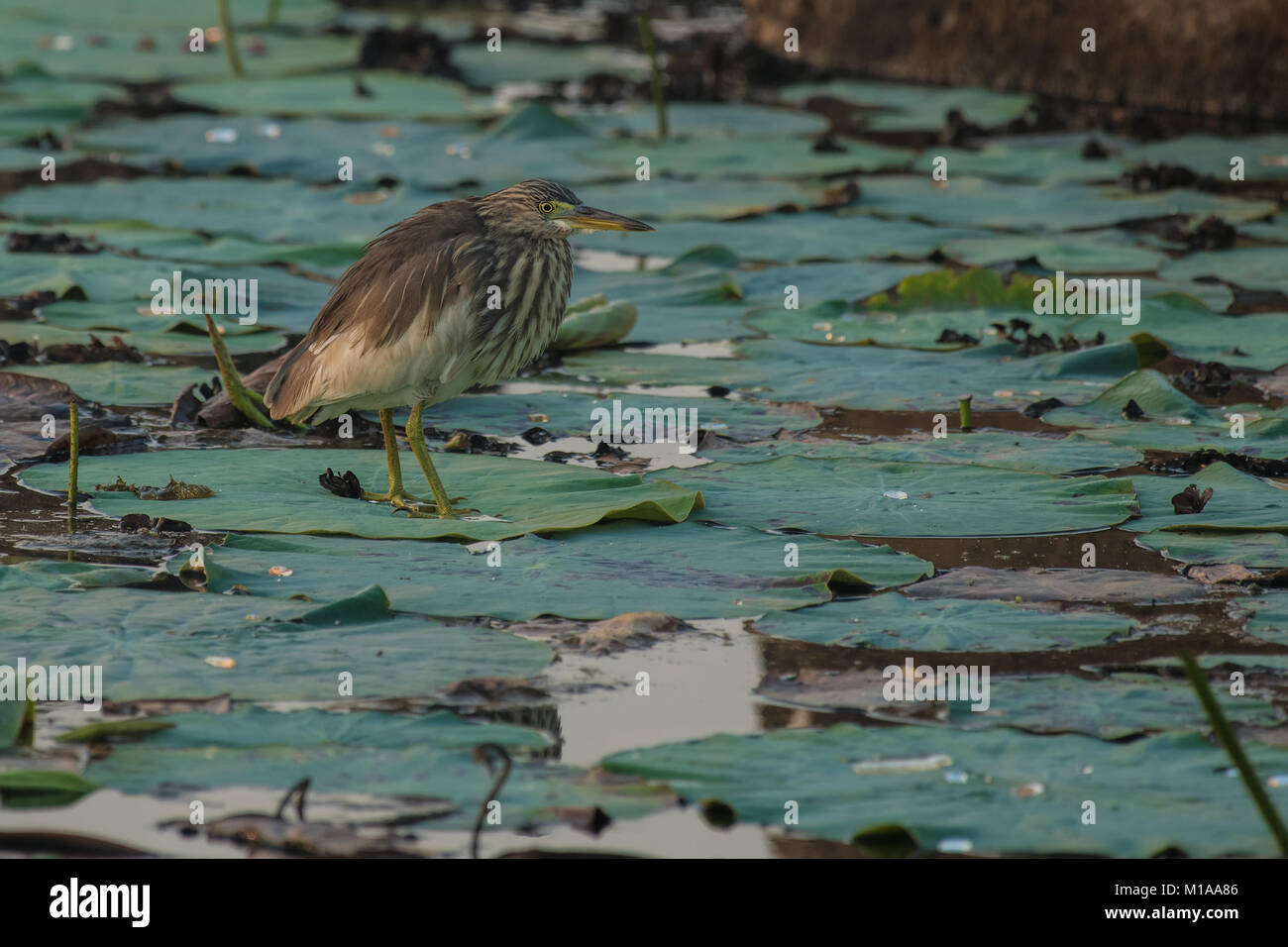 wetland bird with evening light, in the nature habitat, Water bird in ...