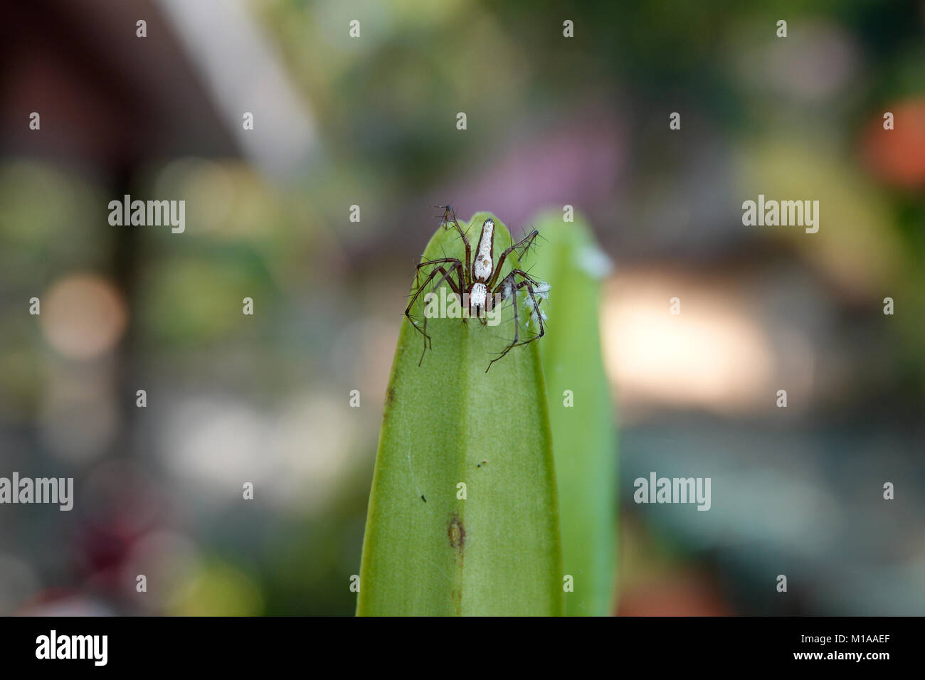 Closeup of small garden spider on green leaf background Stock Photo - Alamy