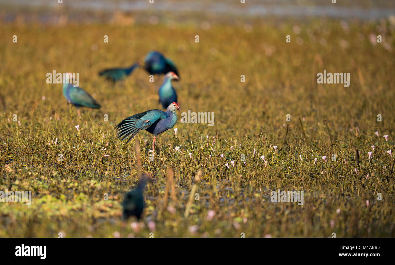 The purple swamp hen, wetland bird with evening light, in the nature ...