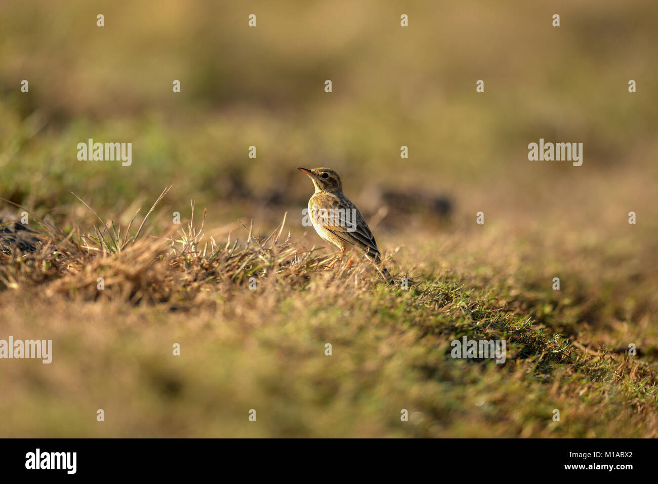 Indian Bush lark, wetland bird with evening light, in the nature ...