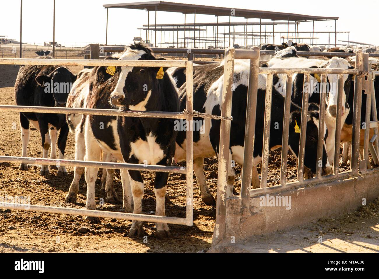 Holstein dairy cows in outdoor feeding pens in Texas Stock Photo - Alamy