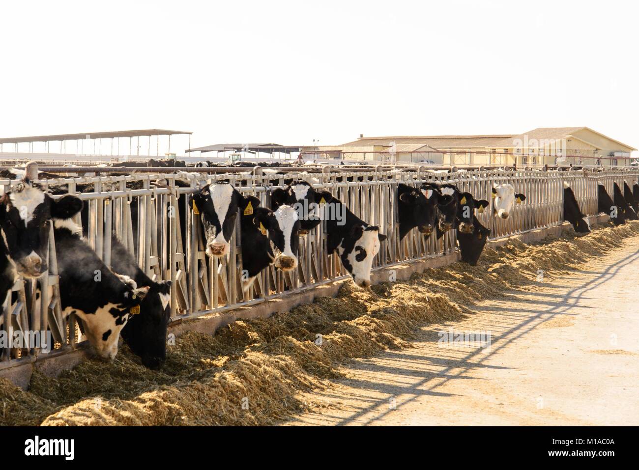 Holstein dairy cows in outdoor feeding pens in Texas Stock Photo - Alamy