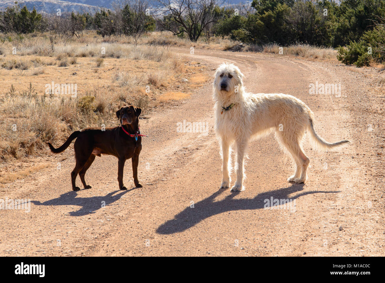 Chocolate lab and Irish Wolfhound playing outdoors on a dirt road Stock ...