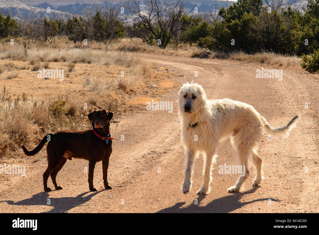 Chocolate lab and Irish Wolfhound playing outdoors on a dirt road Stock ...