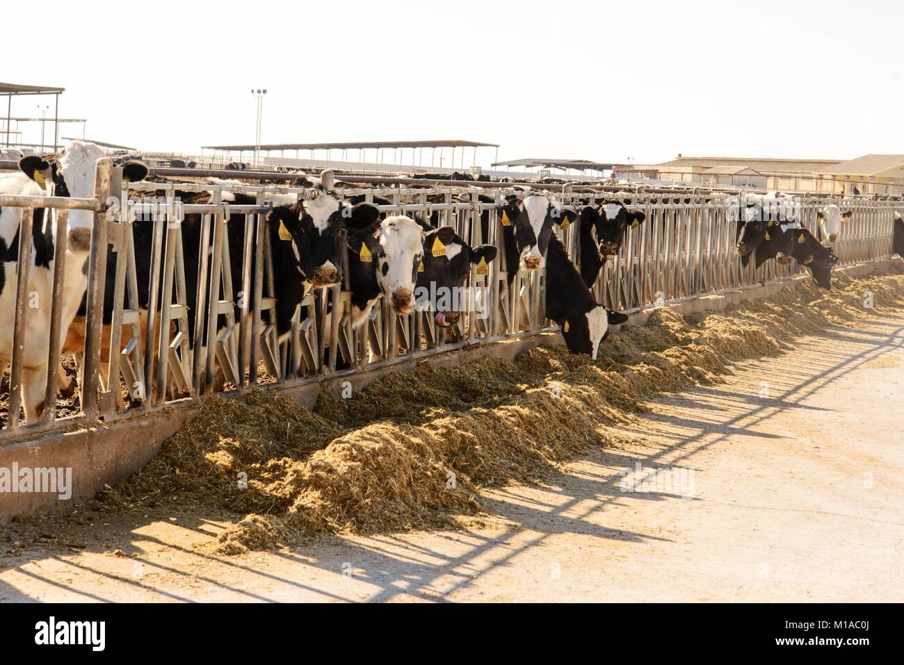 Holstein dairy cows in outdoor feeding pens in Texas Stock Photo - Alamy