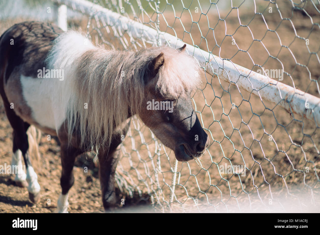 miniature horse or pony in the farm. Cute little pony Stock Photo - Alamy