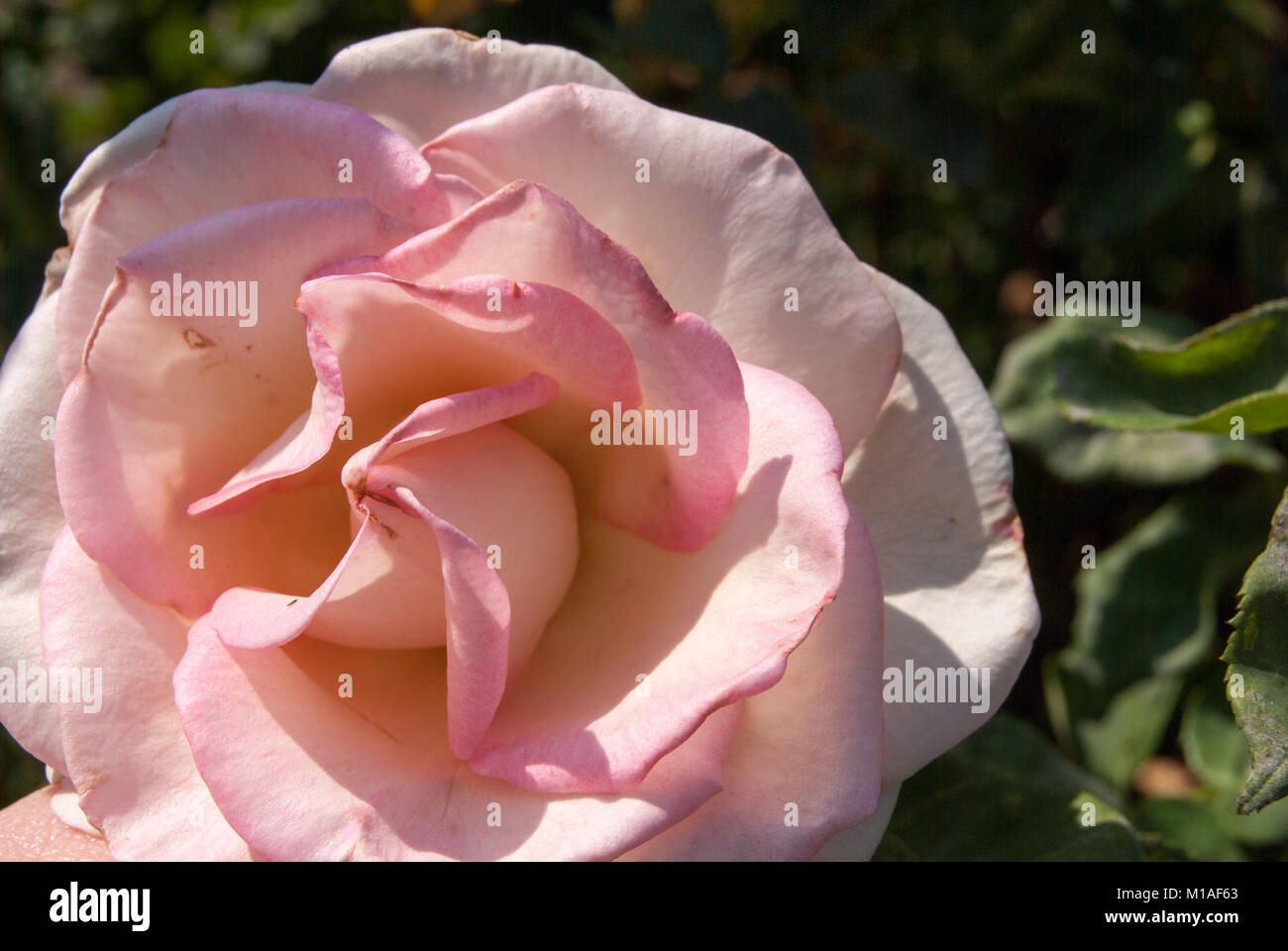 Roses at California Science Center Stock Photo - Alamy