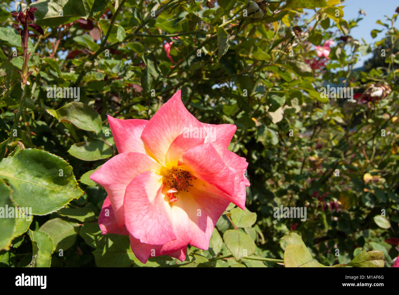 Roses at California Science Center Stock Photo - Alamy