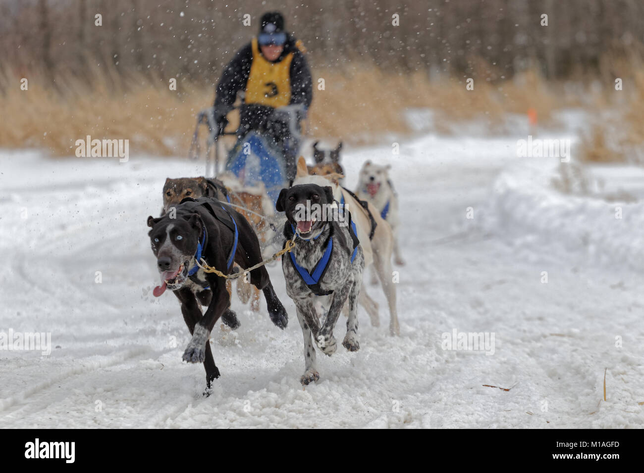 Lead sled hi-res stock photography and images - Alamy