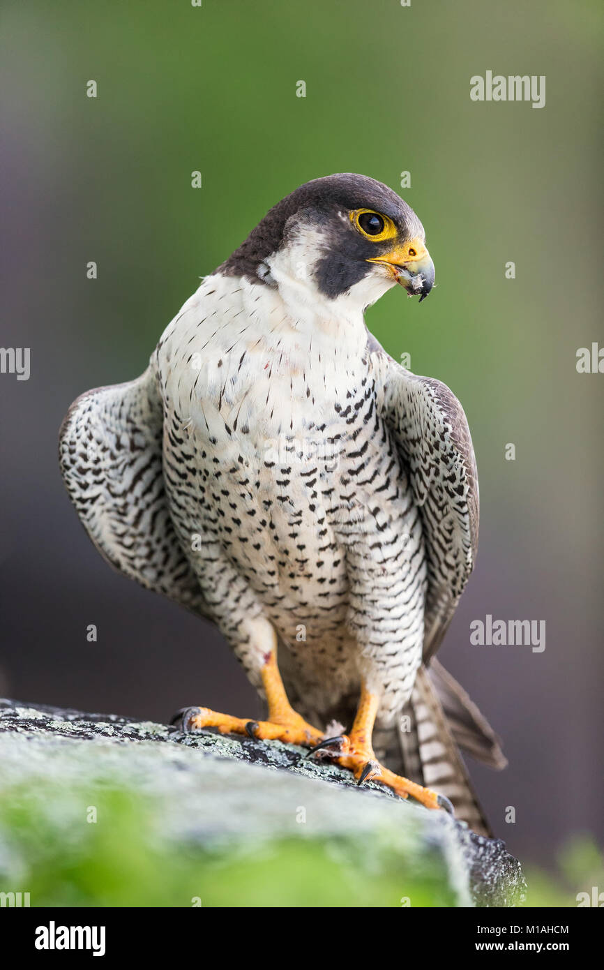 Peregrine falcon falco peregrinus standing hi-res stock photography and ...