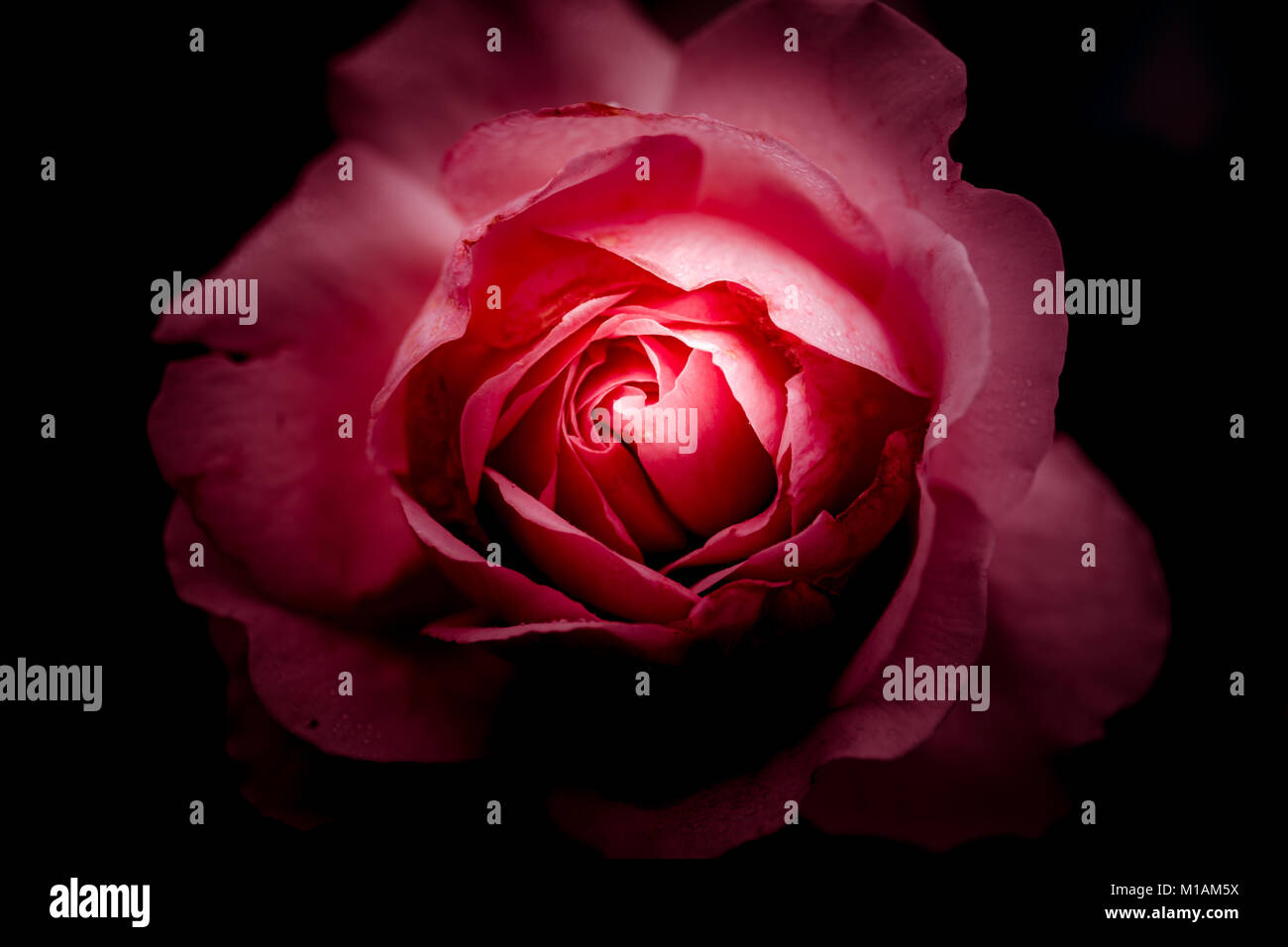 flowers background with amazing roses Stock Photo - Alamy