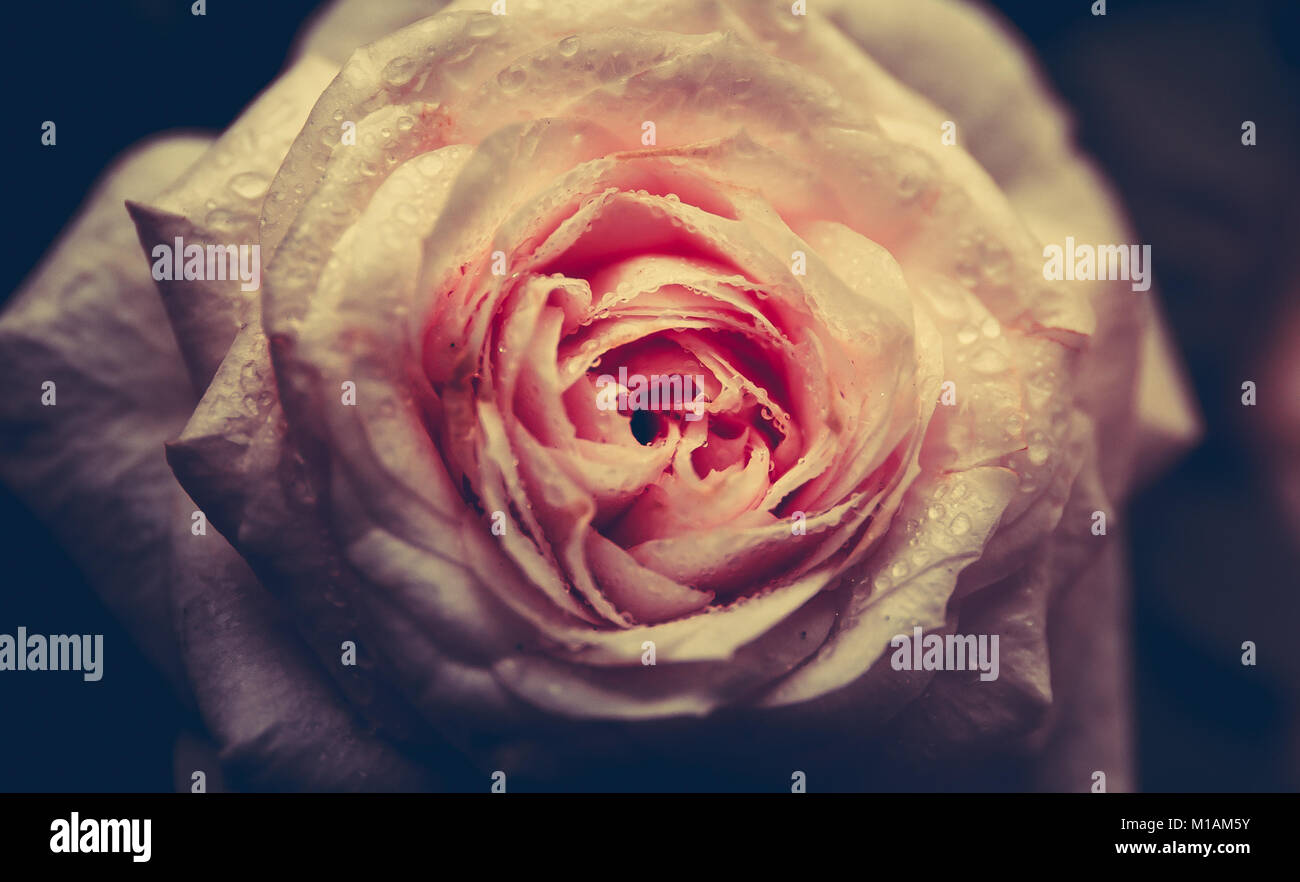 flowers background with amazing roses Stock Photo - Alamy